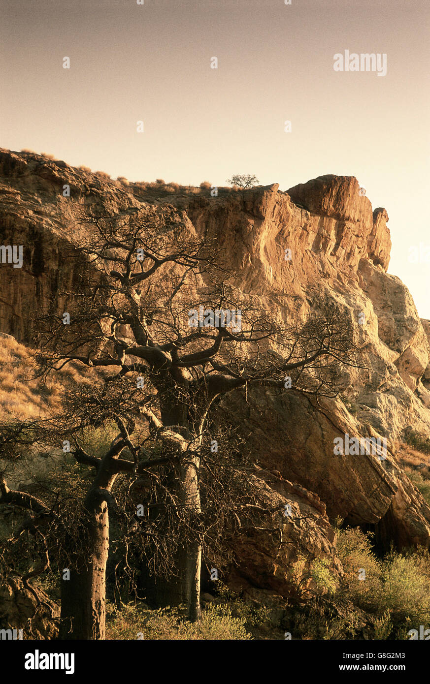 Boulders and baobab, Kingdom of Mapungubwe, Limpopo, South Africa. Art ...