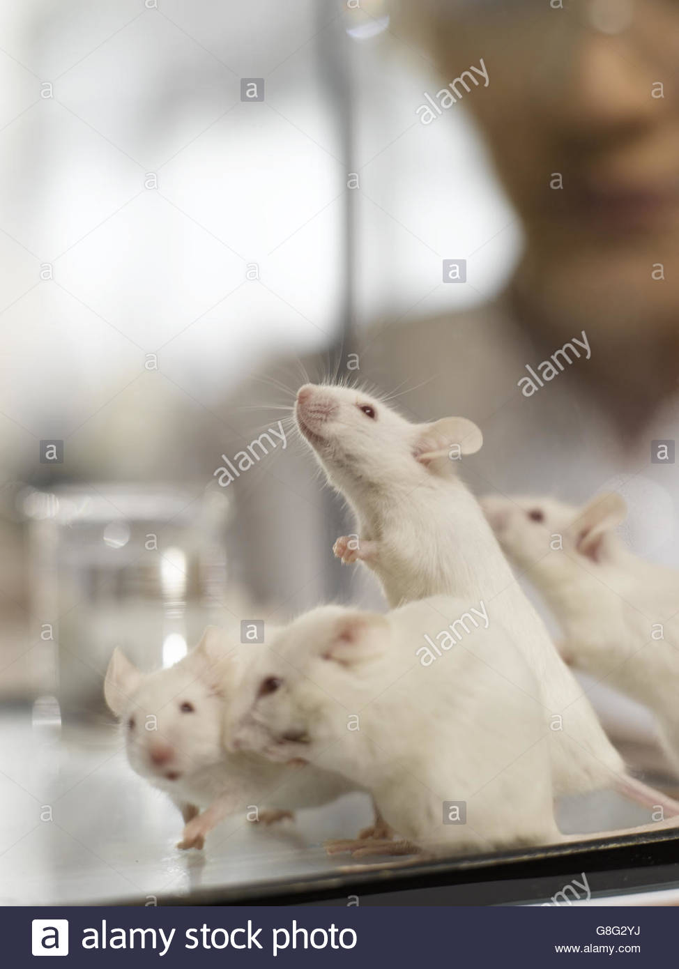 Laboratory Mice Stock Photos & Laboratory Mice Stock Images - Alamy