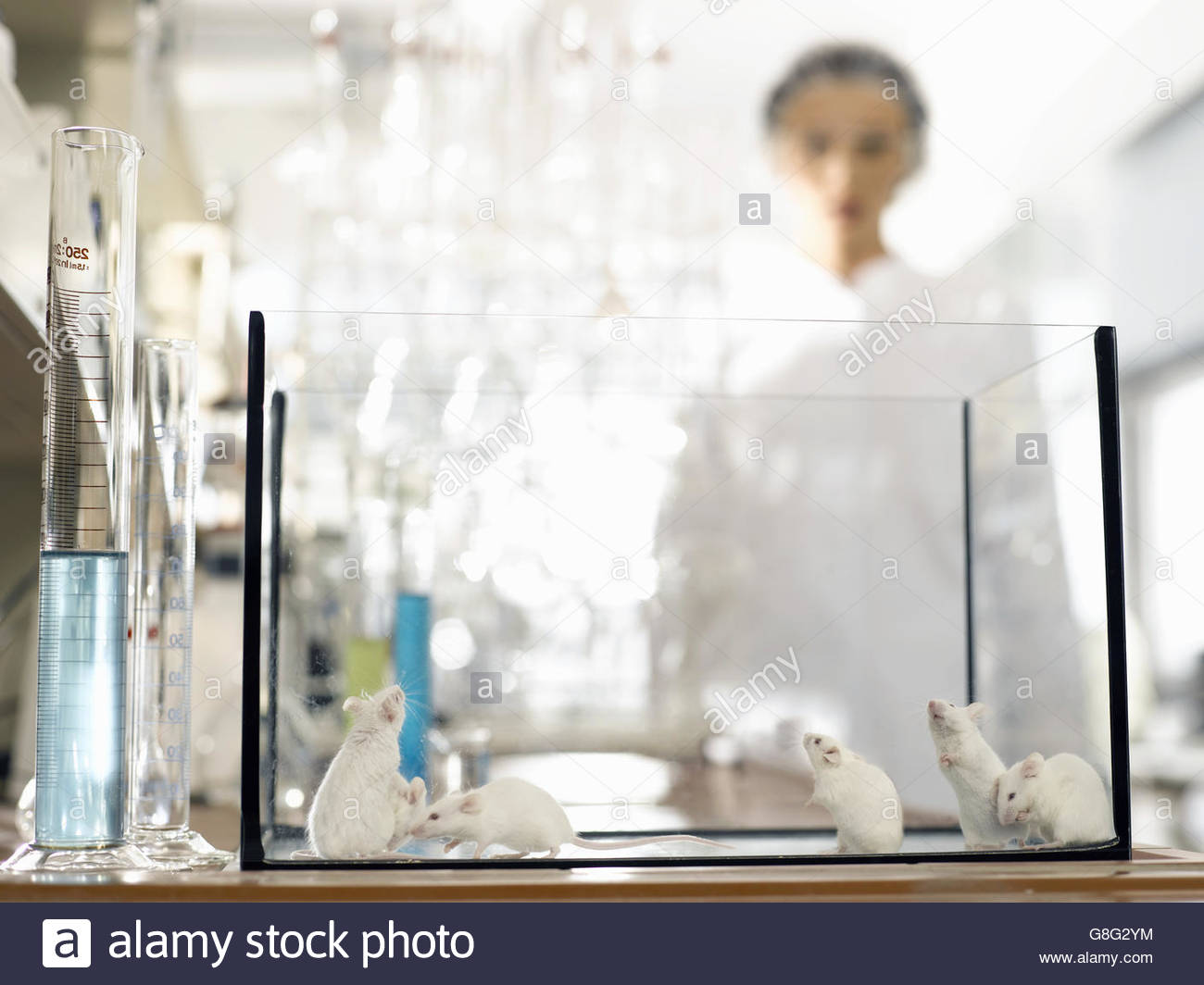 Laboratory Mice Stock Photos & Laboratory Mice Stock Images - Alamy