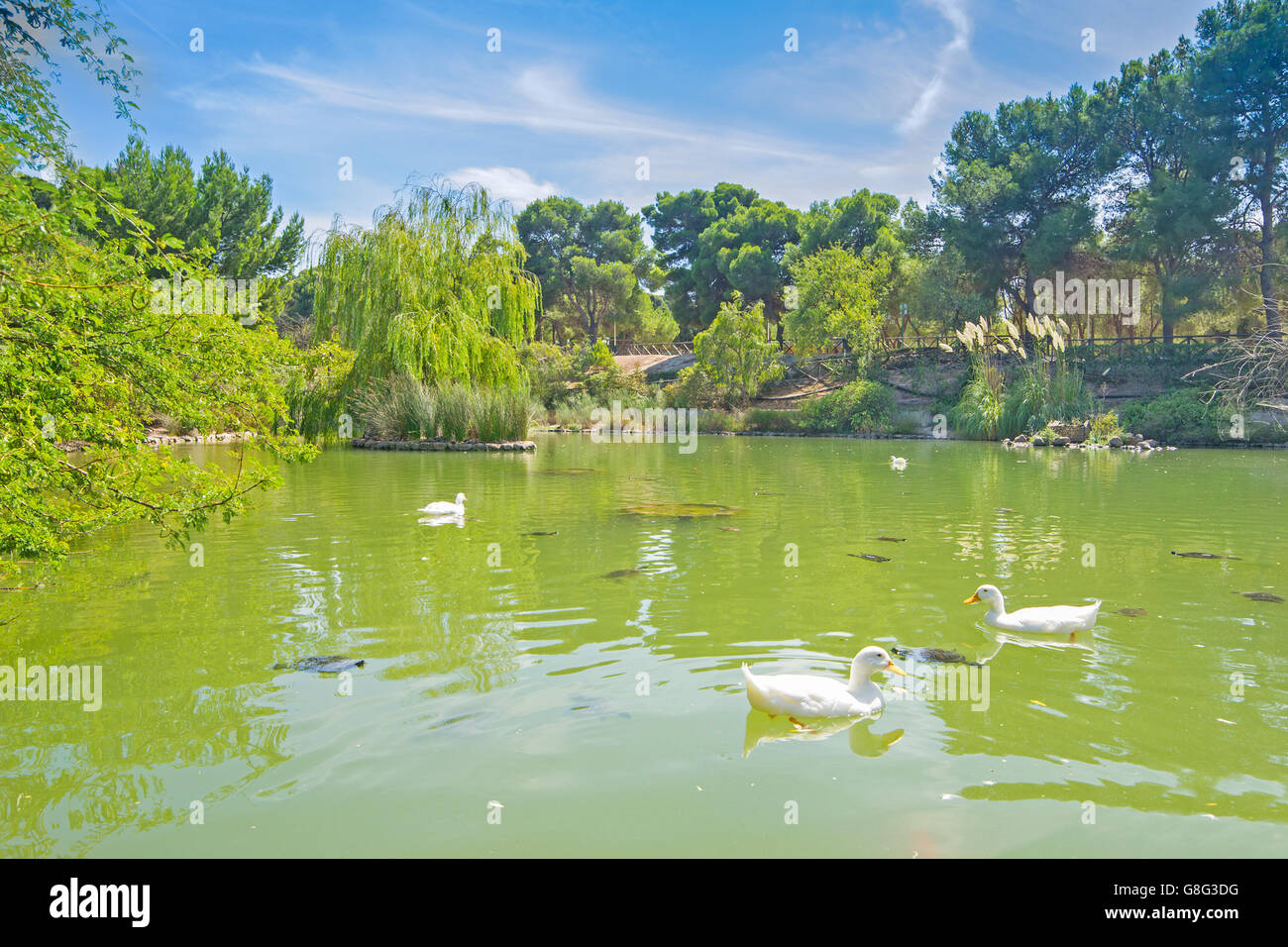 white ducks and turtles in a green pond Stock Photo - Alamy