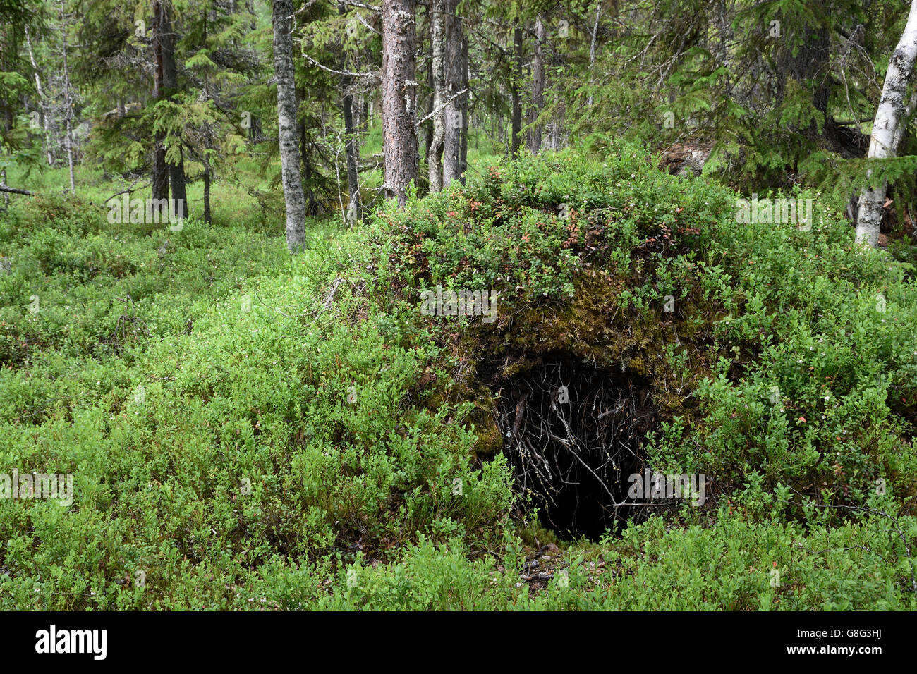 Bears den excavated from an anthill, photo from North of Sweden Stock ...
