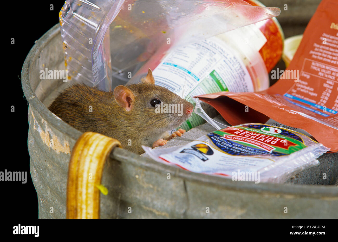 Brown rats Rattus norvegicus taking advantage of discarded food near ...