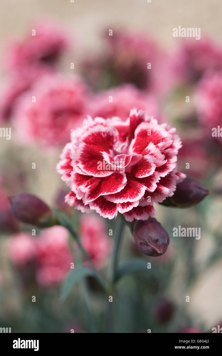 Dianthus 'Sugar Plum' Stock Photo - Alamy