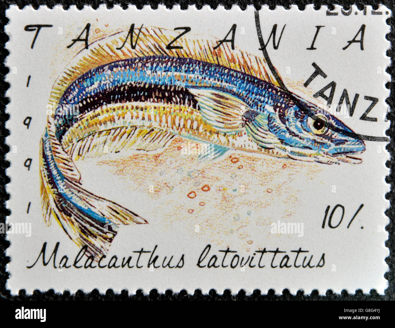 Malacanthus hi-res stock photography and images - Alamy