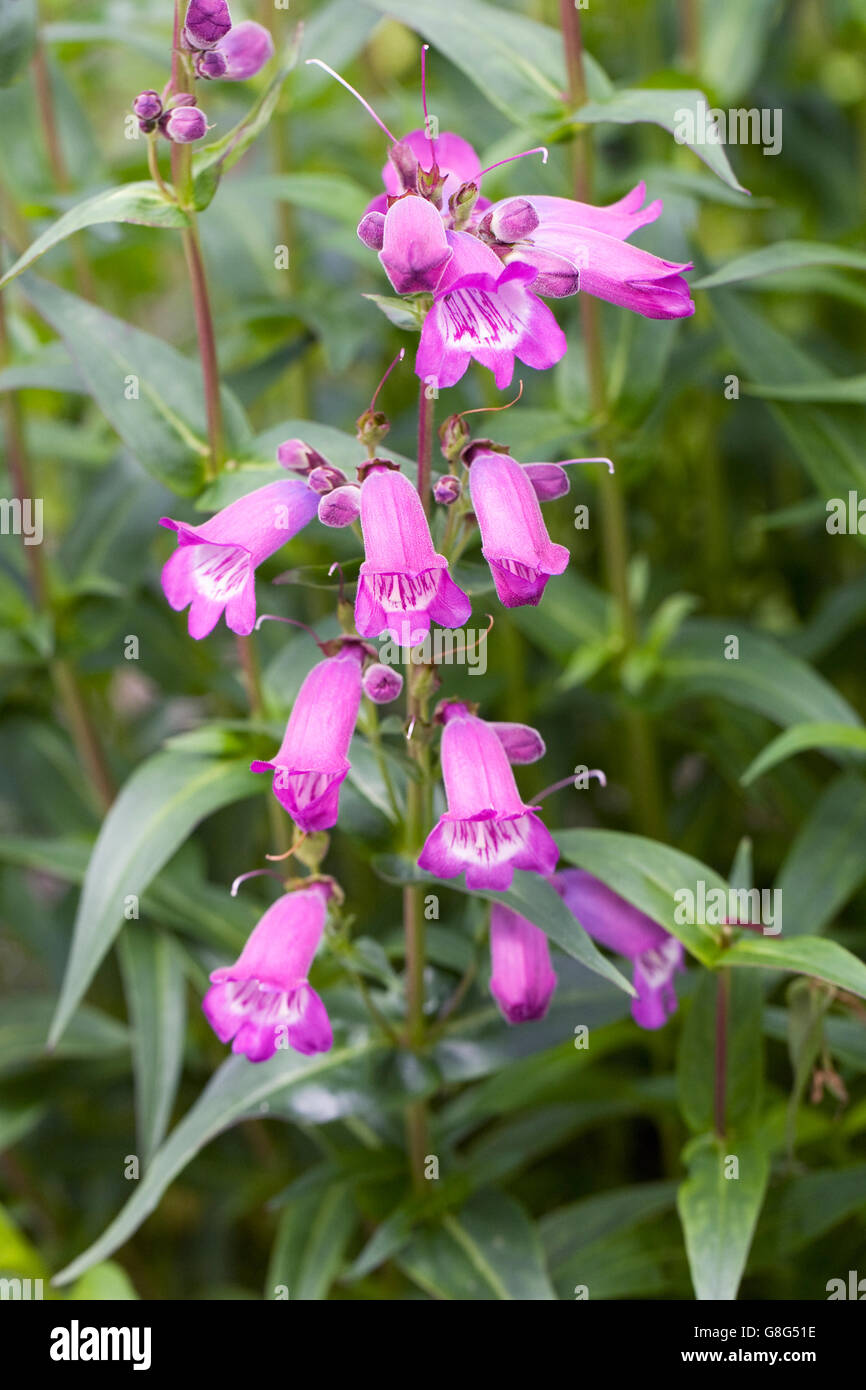 Penstemon plant june hi-res stock photography and images - Alamy