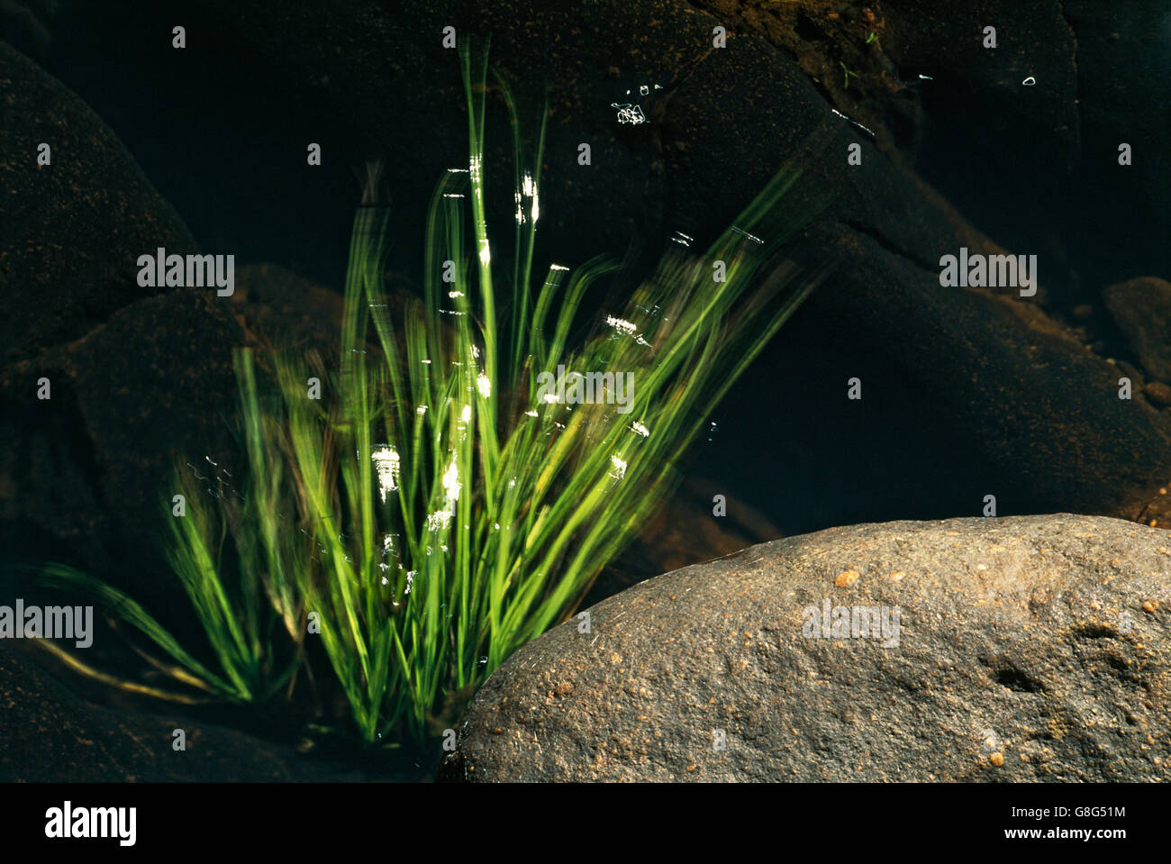 Moving hydroponic grass tuft in water hi-res stock photography and ...