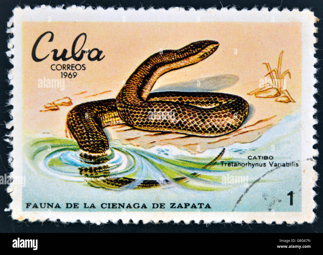 Catibo hi-res stock photography and images - Alamy