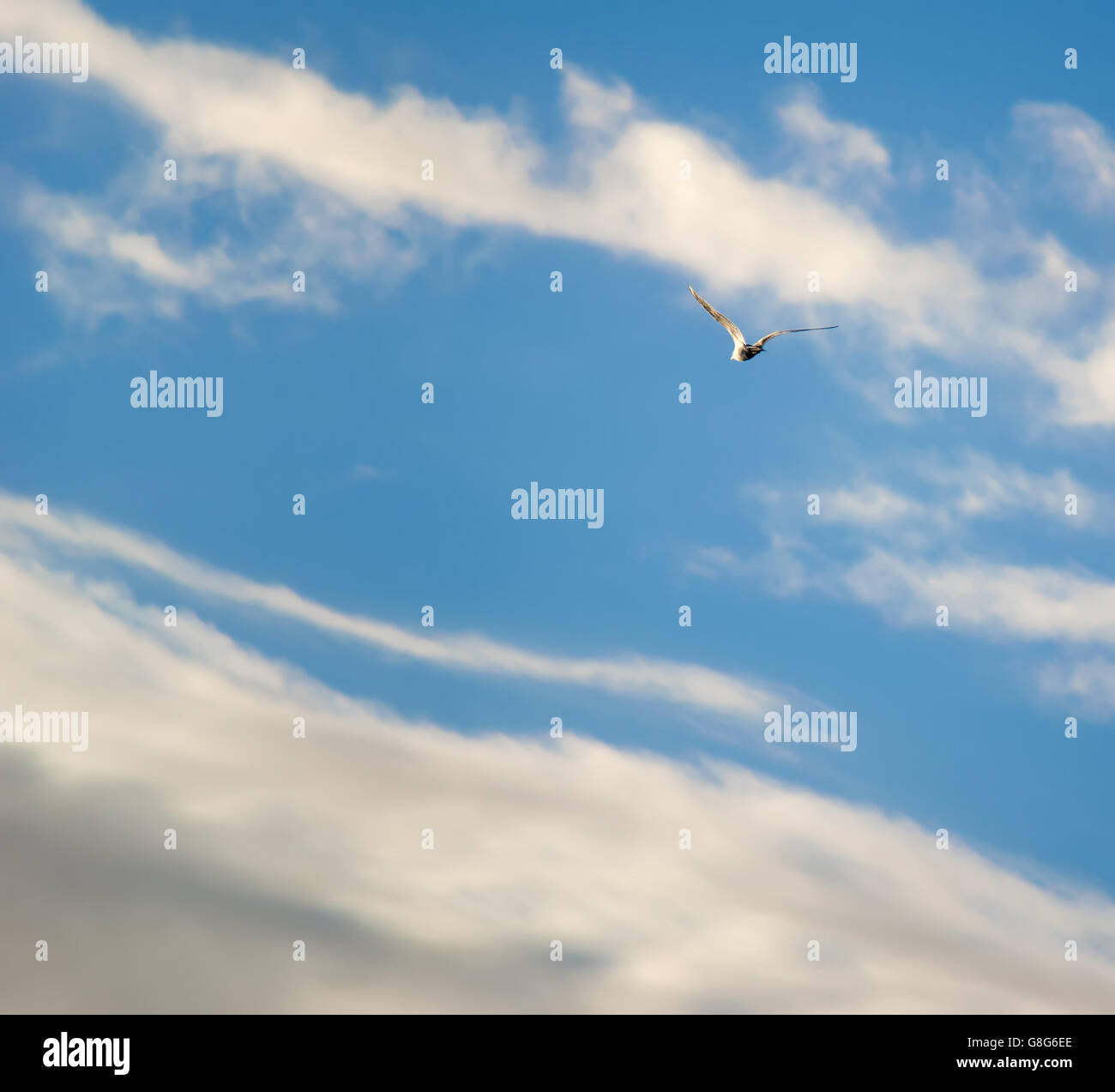 seagull flying in a blue sky with clouds Stock Photo - Alamy