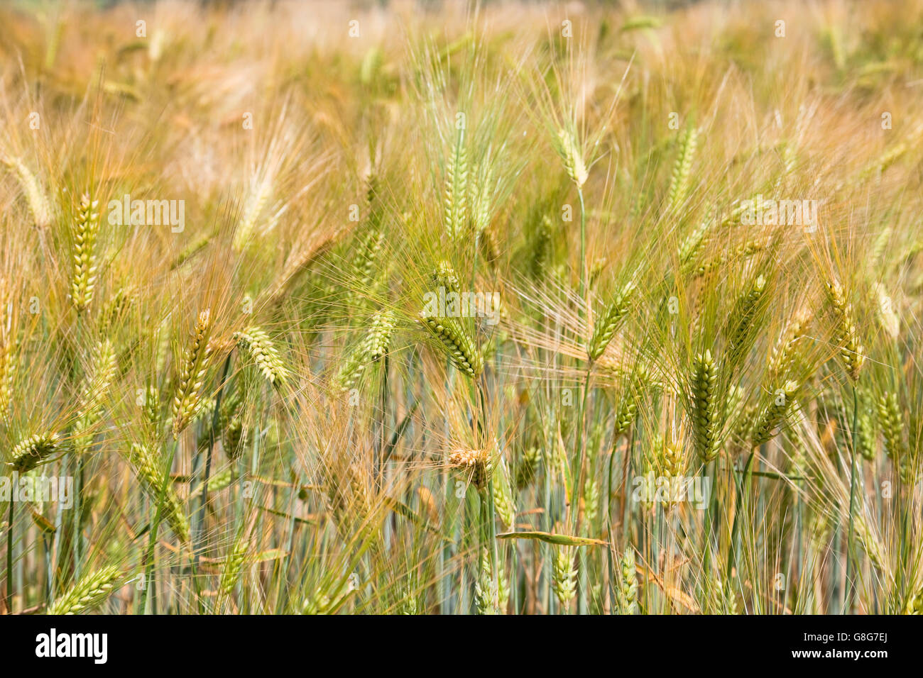 Barley crop in hi-res stock photography and images - Alamy