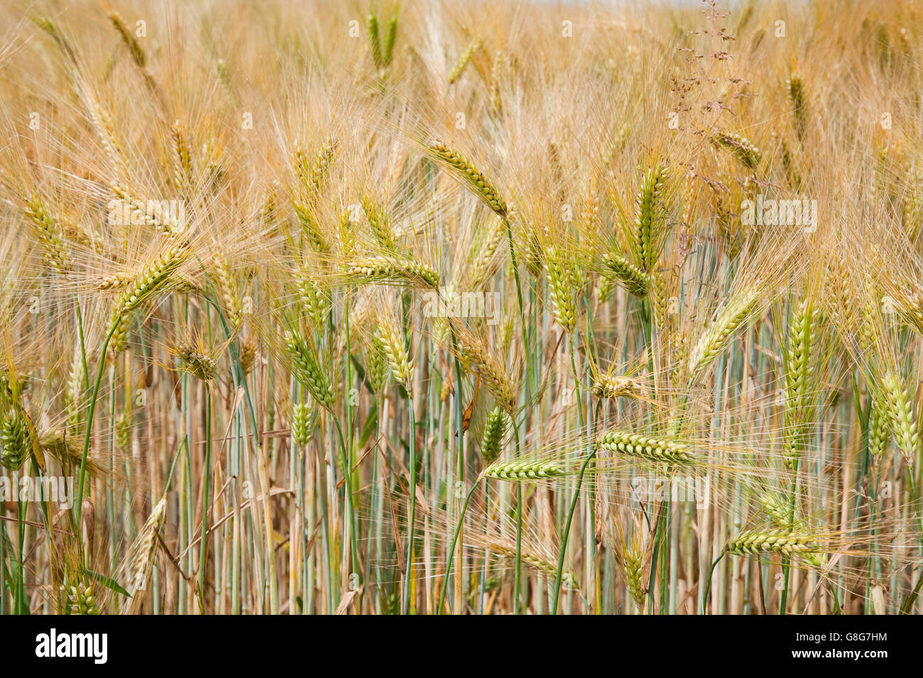 Barley crop in hi-res stock photography and images - Alamy