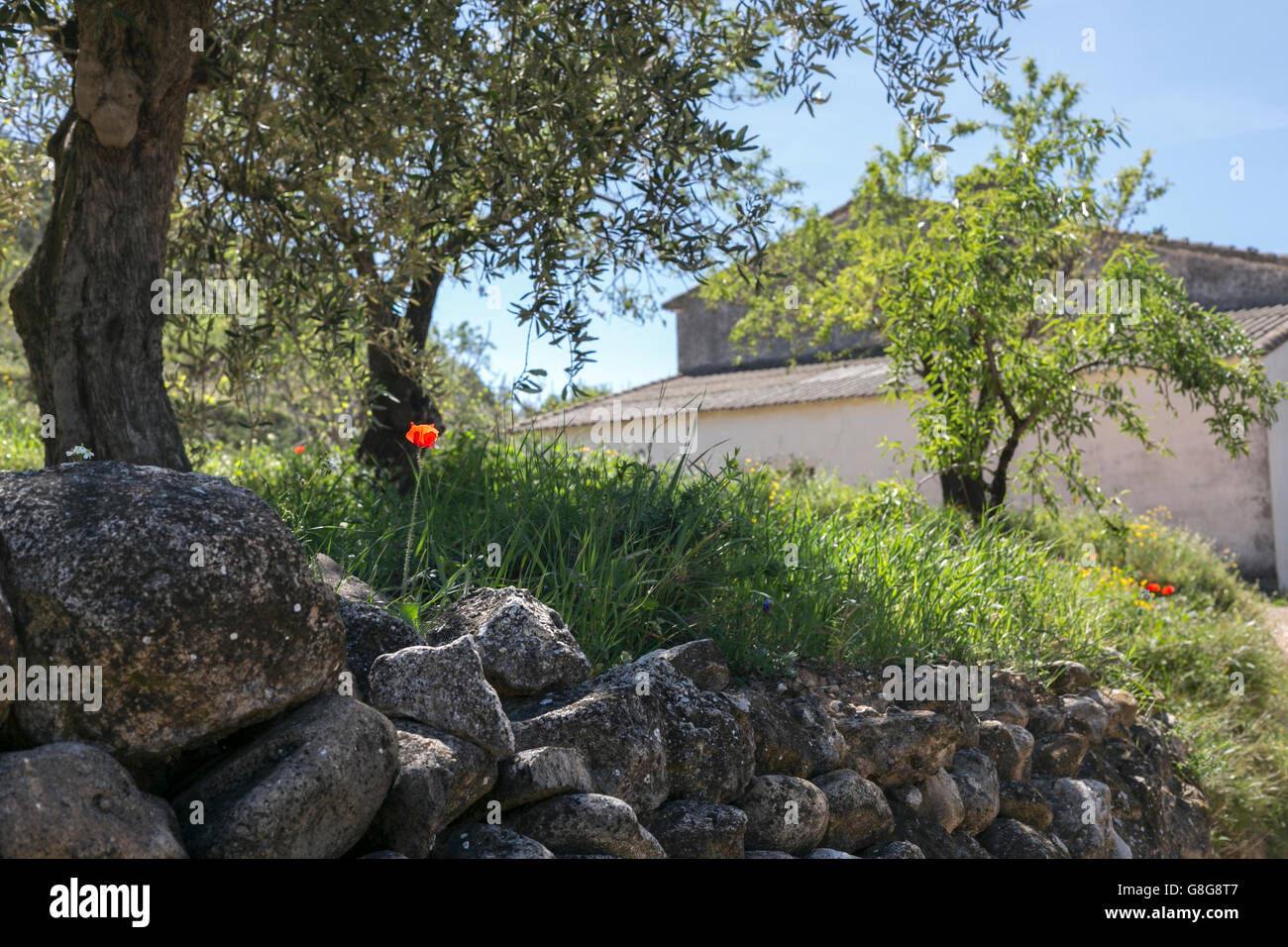Poppy field and tree hi-res stock photography and images - Alamy