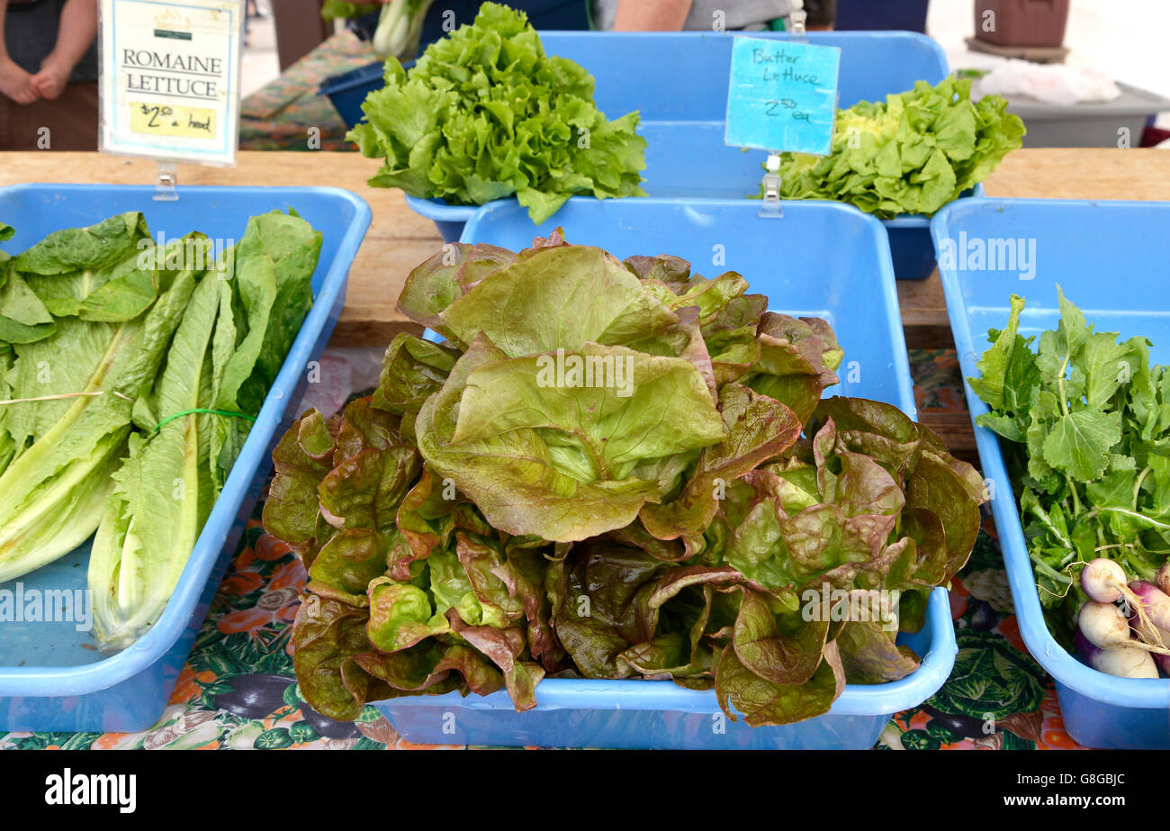 Lettuce, Farmers Market, Tucson, Arizona, USA Stock Photo - Alamy