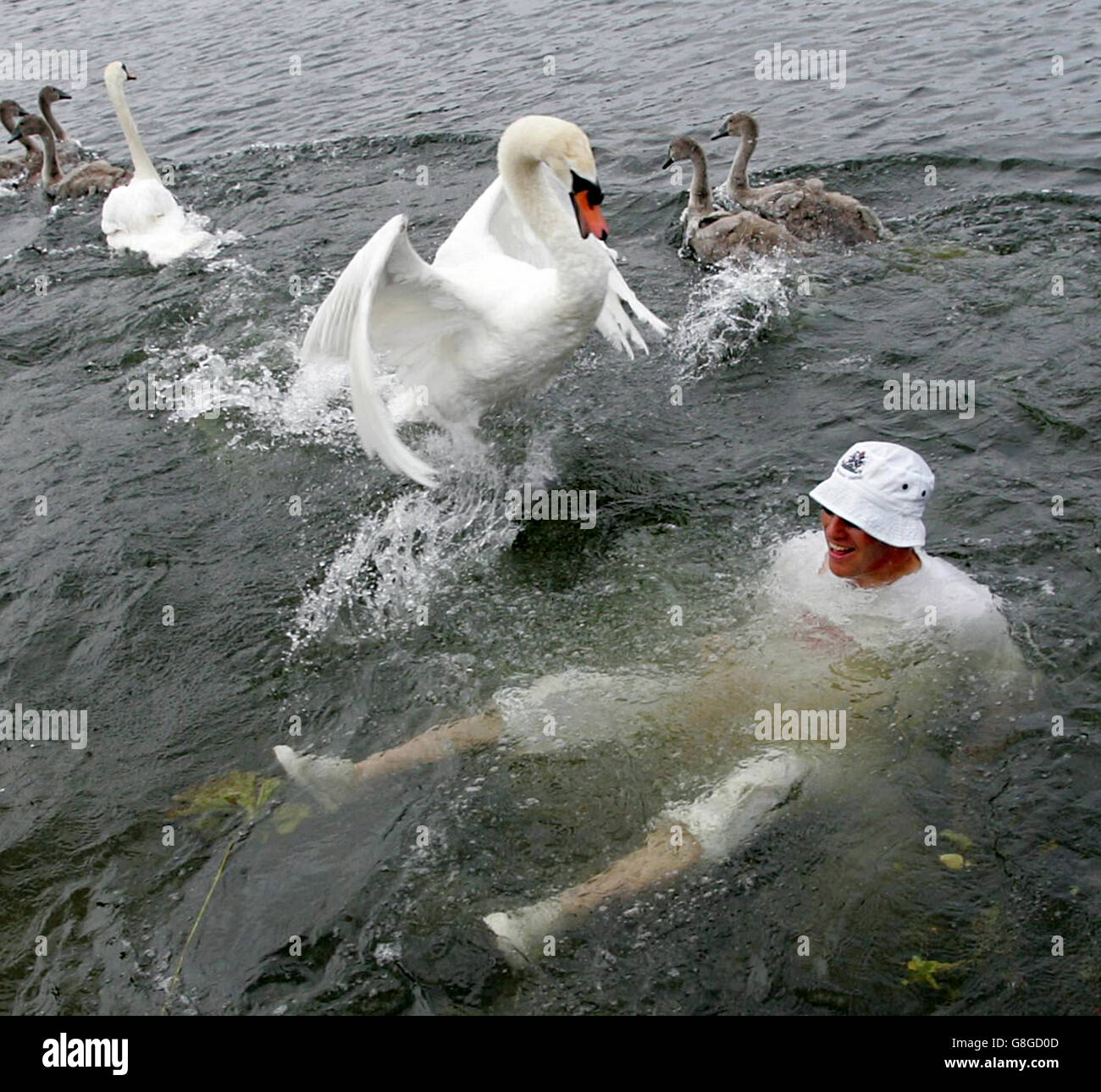 Swan Upper Robert Coleman of the Vintners Livery Company is attacked ...