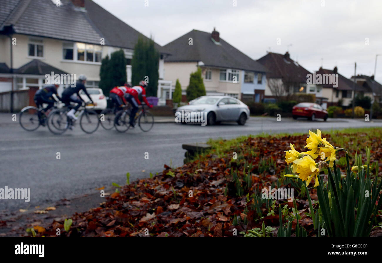 A bunch of daffodils in bloom in Woolton, Liverpool, Merseyside, as the ...
