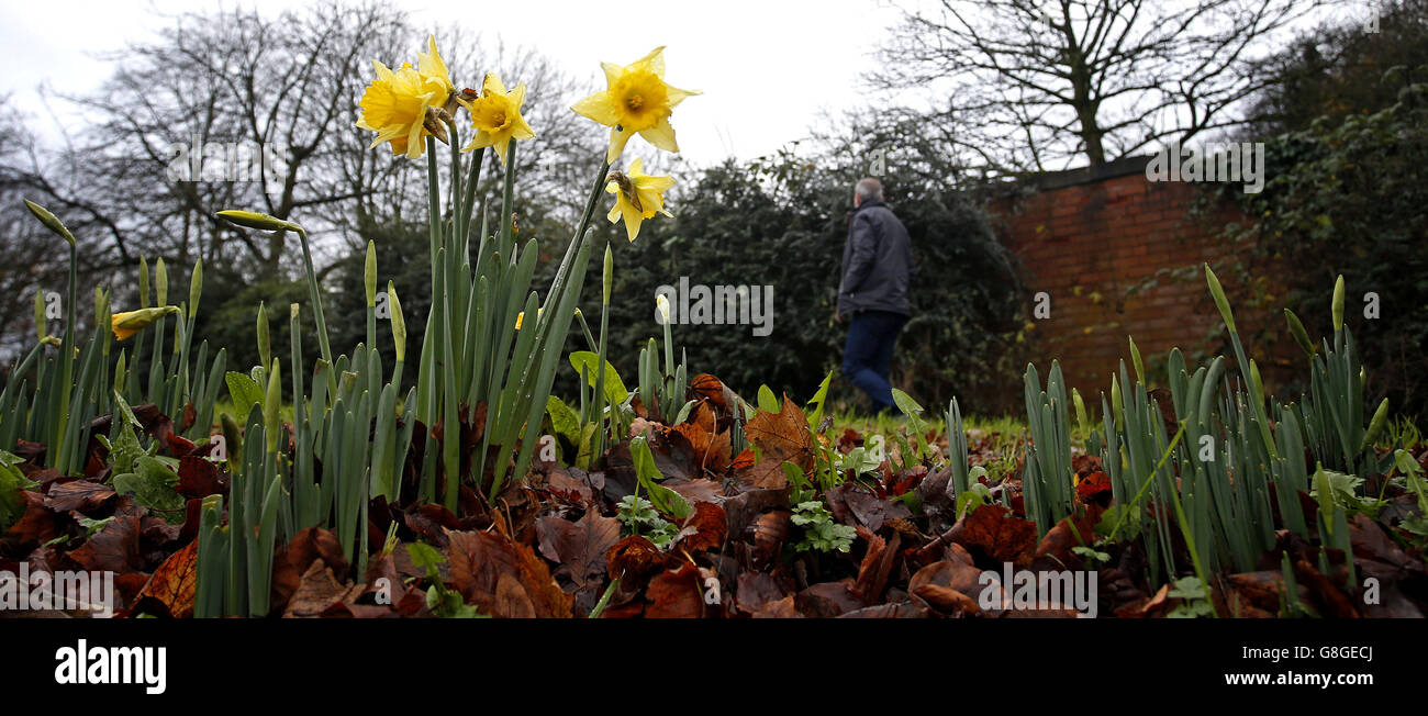 A bunch of daffodils in bloom in Woolton, Liverpool, Merseyside, as the ...