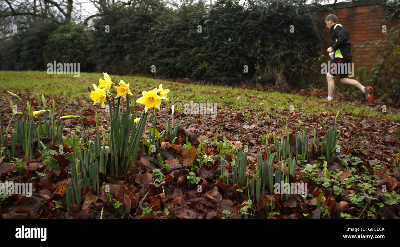 A bunch of daffodils in bloom in Woolton, Liverpool, Merseyside, as the ...