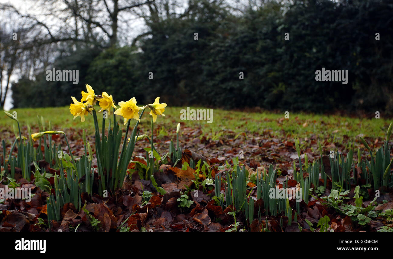 A bunch of daffodils in bloom in Woolton, Liverpool, Merseyside, as the ...