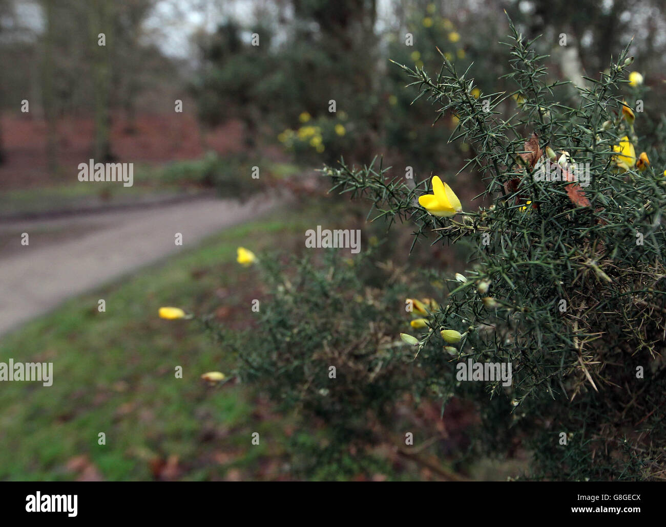 Flowers bloom virginia water in surrey hi-res stock photography and ...