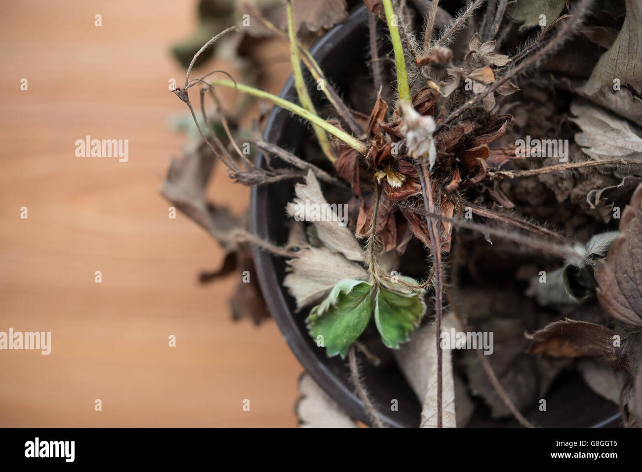 top view faded strawberry plant close up Stock Photo - Alamy