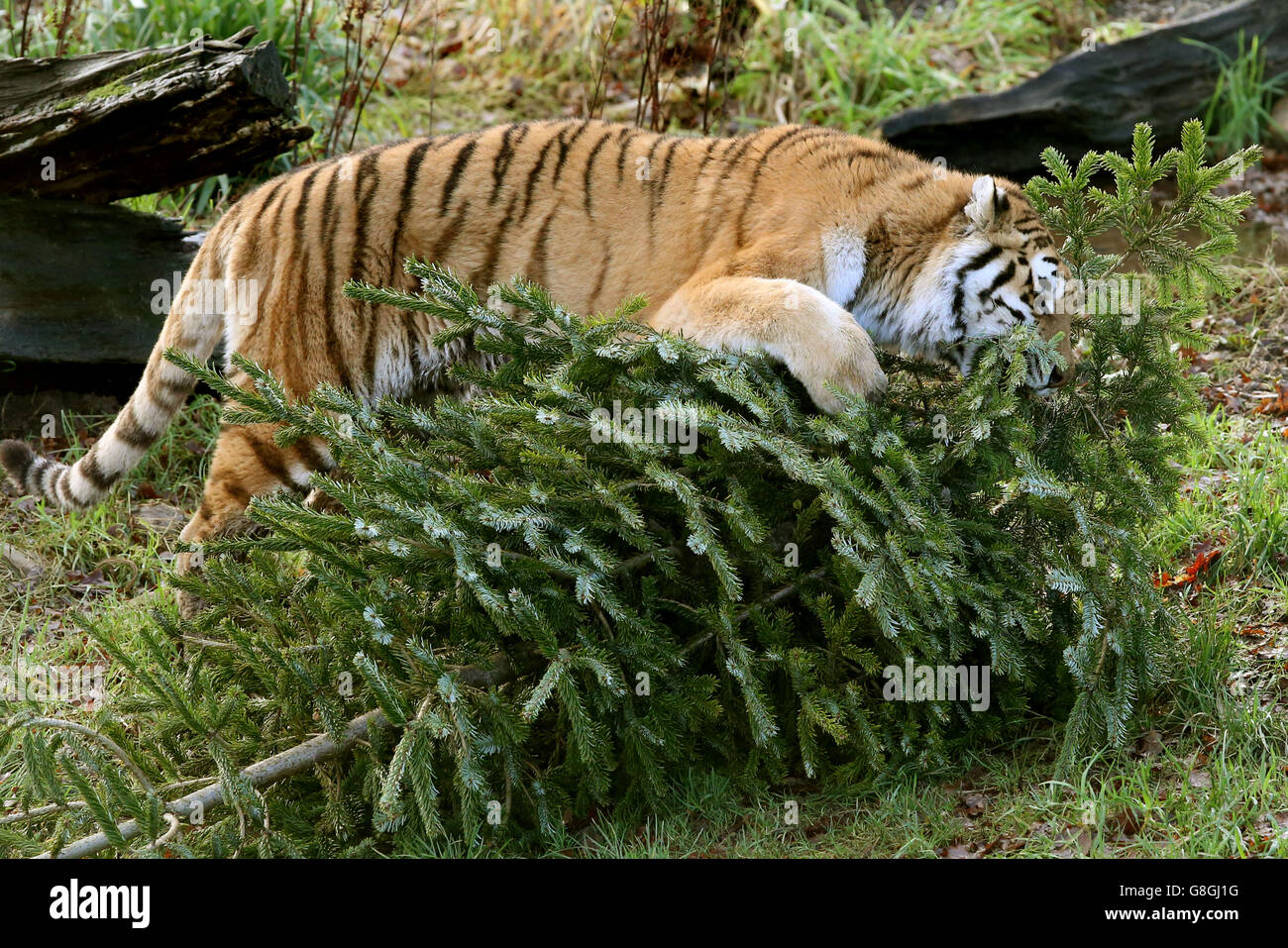 Sense of smell hi-res stock photography and images - Alamy