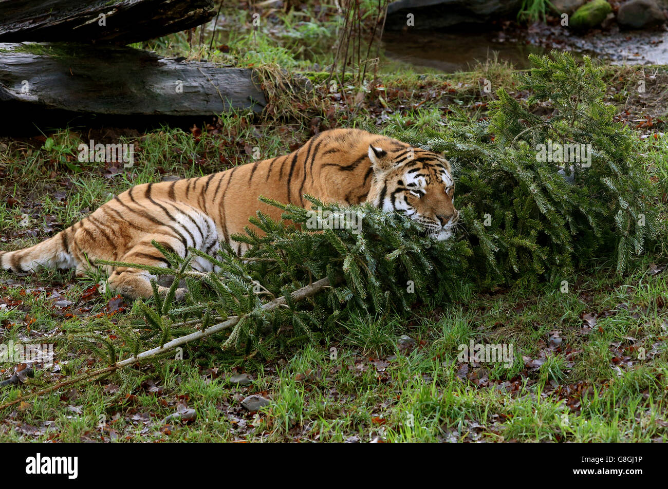 Amur tiger Genghis rubs against a left over Christmas tree as staff at ...