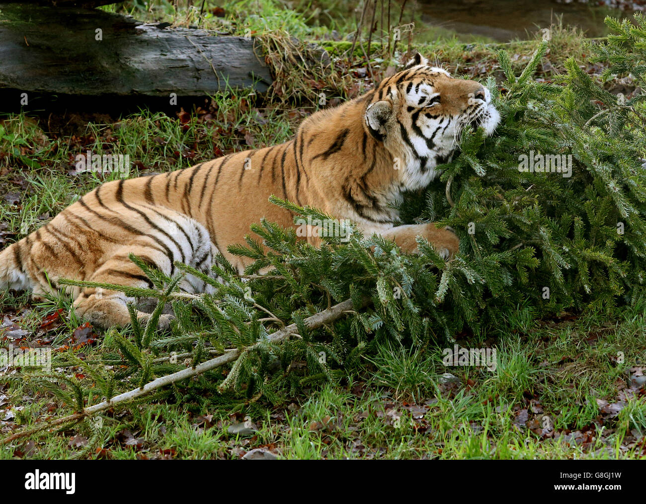 Stirling tiger hi-res stock photography and images - Alamy