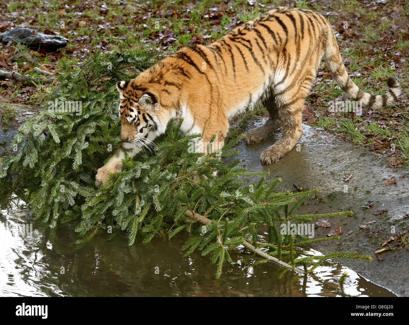 Stirling Tiger High Resolution Stock Photography and Images - Alamy