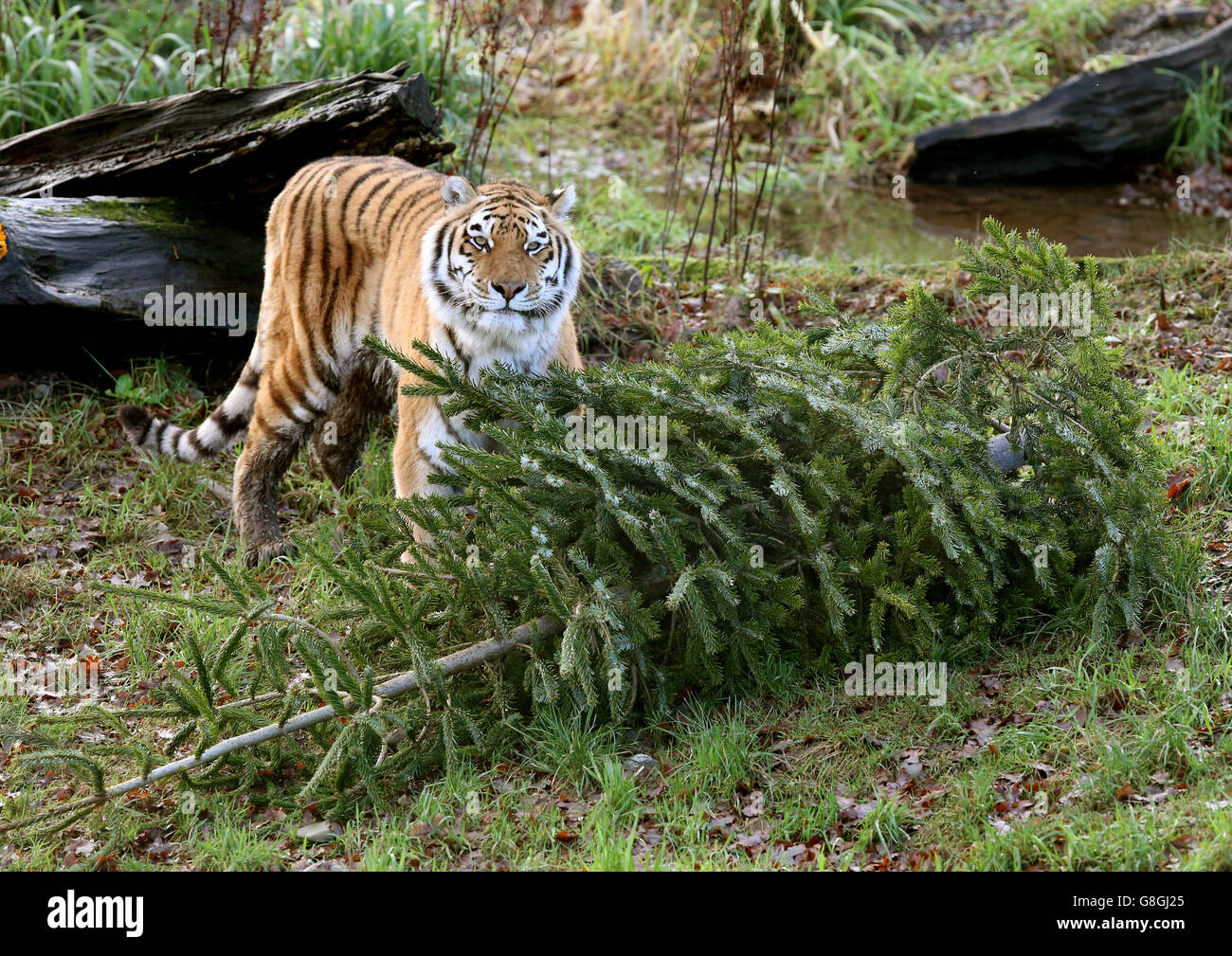 Sense of smell hi-res stock photography and images - Alamy