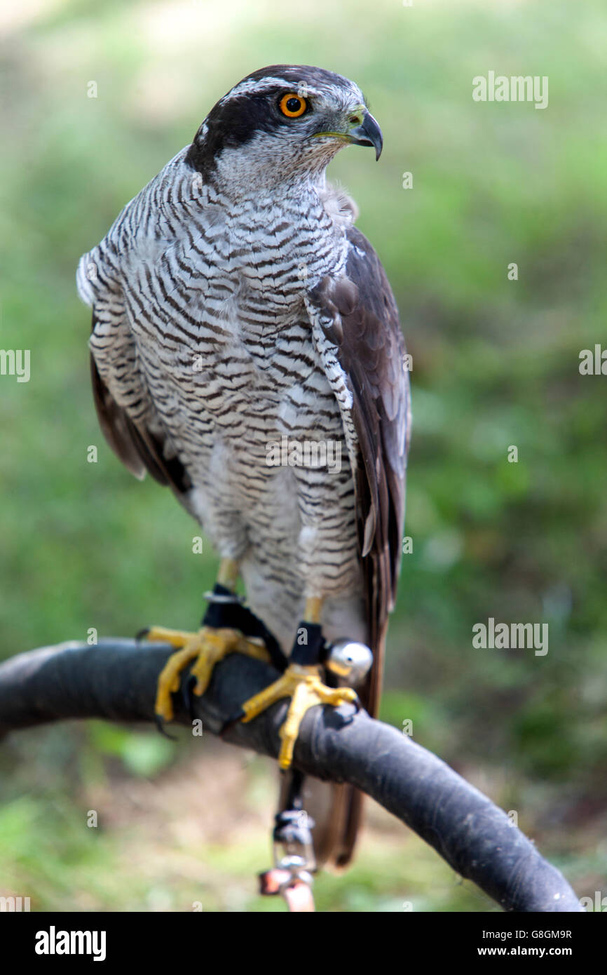 Northern goshawk hi-res stock photography and images - Alamy
