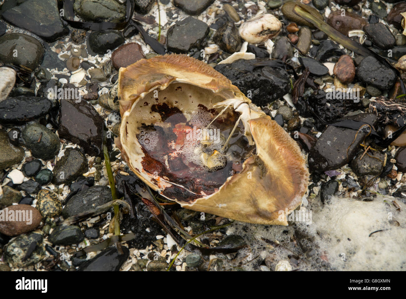 Empty seashell on shore hi-res stock photography and images - Alamy