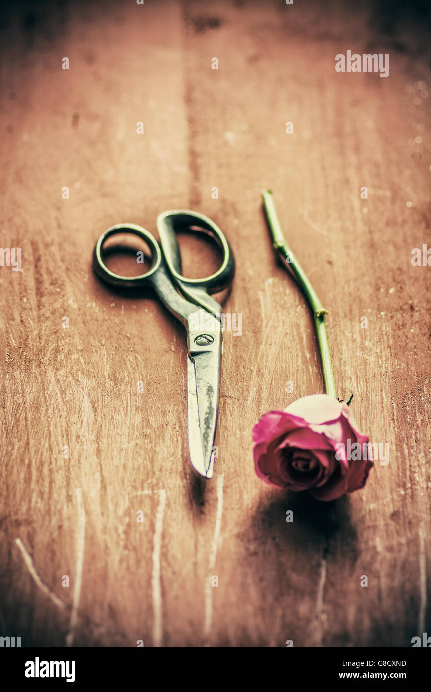 Rose scissors hi-res stock photography and images - Alamy