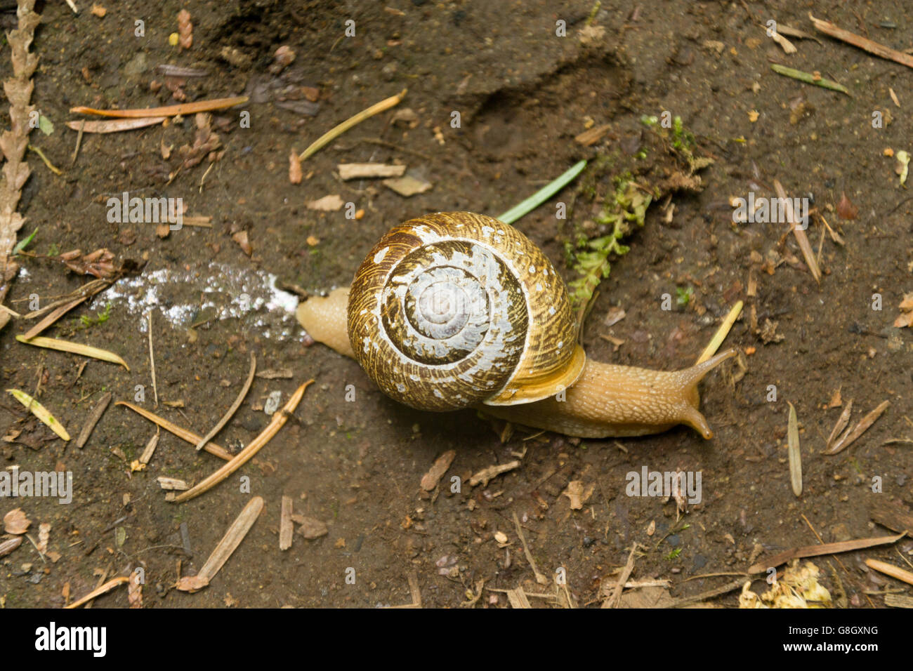 A strolling snail on the ground in the forest in Oregon Stock Photo - Alamy