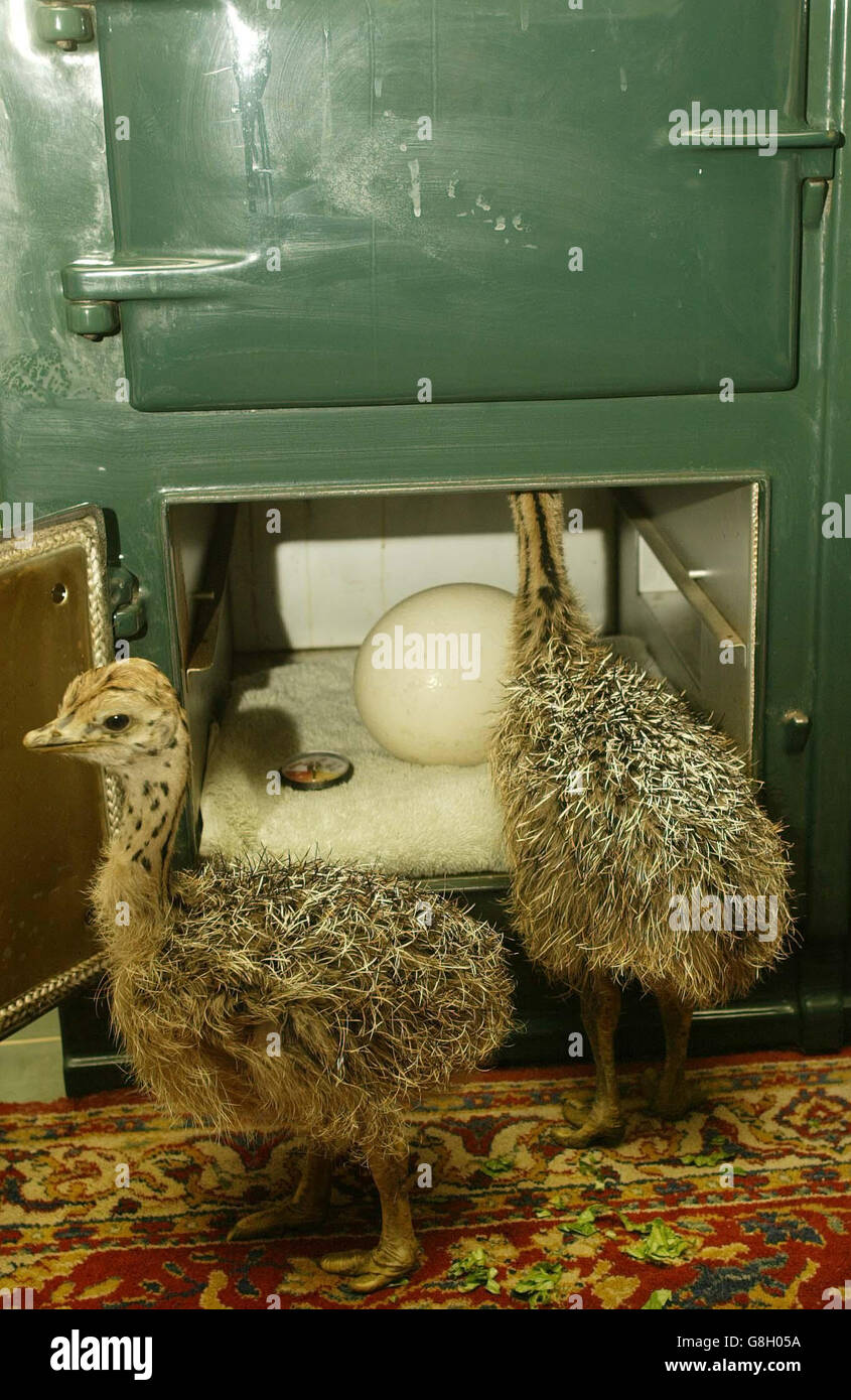 Houdini mother hi-res stock photography and images - Alamy