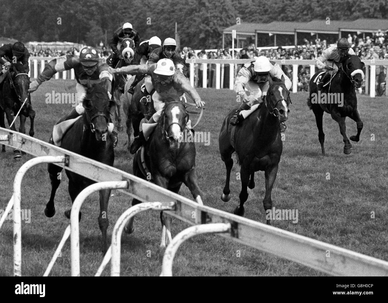 Bay horse blaze Black and White Stock Photos & Images - Alamy