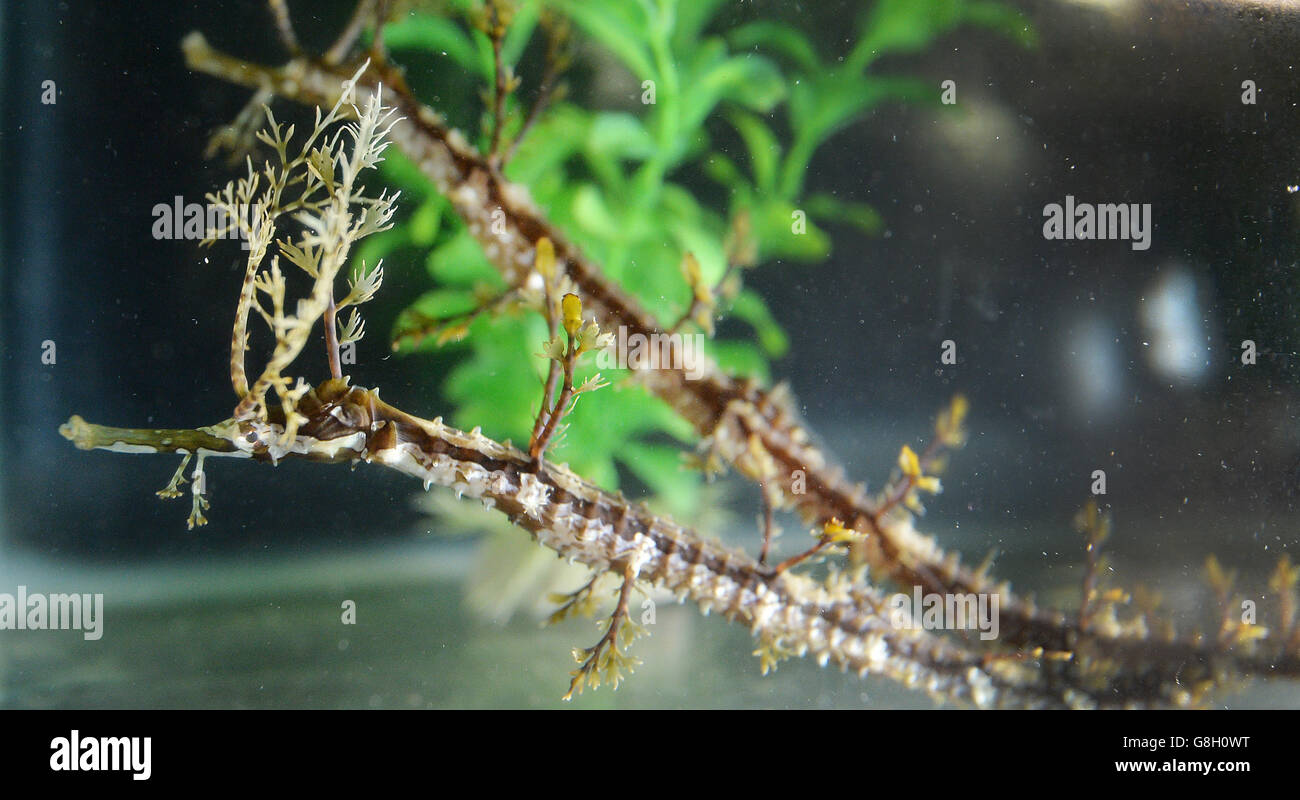 RETRANSMISSION, correcting name of aquarium to SEA LIFE London Aquarium ...