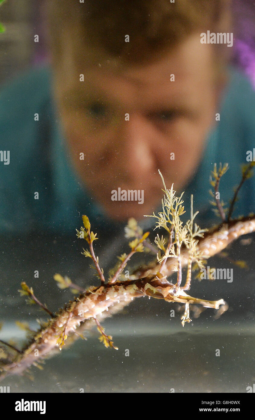 Ribboned Pipefish at the SEA LIFE London Aquarium Stock Photo - Alamy