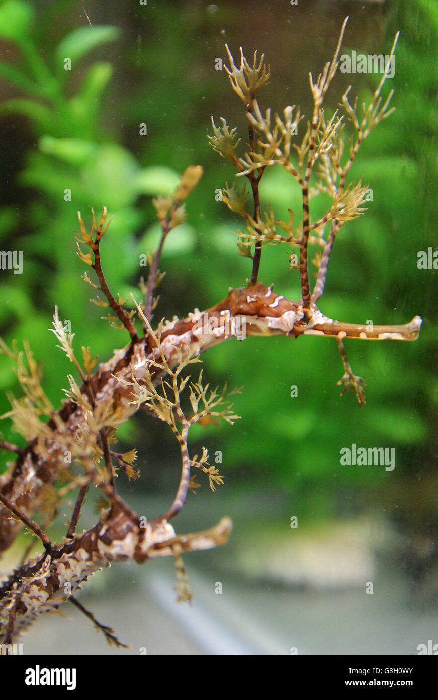 Ribboned pipefish hi-res stock photography and images - Alamy