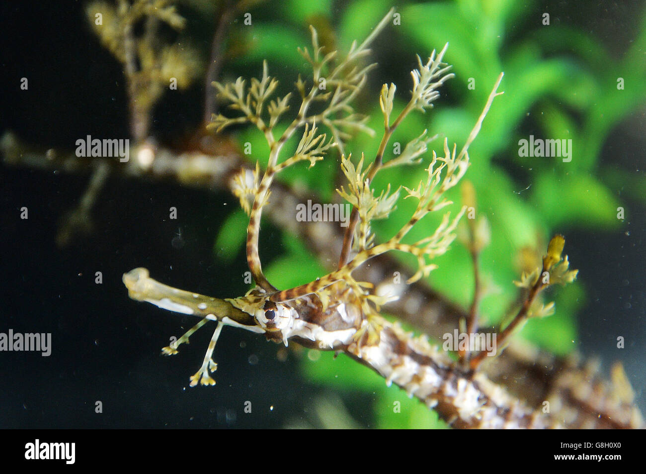 Which measures 20 centimetres long and is related to seahorses hi-res ...
