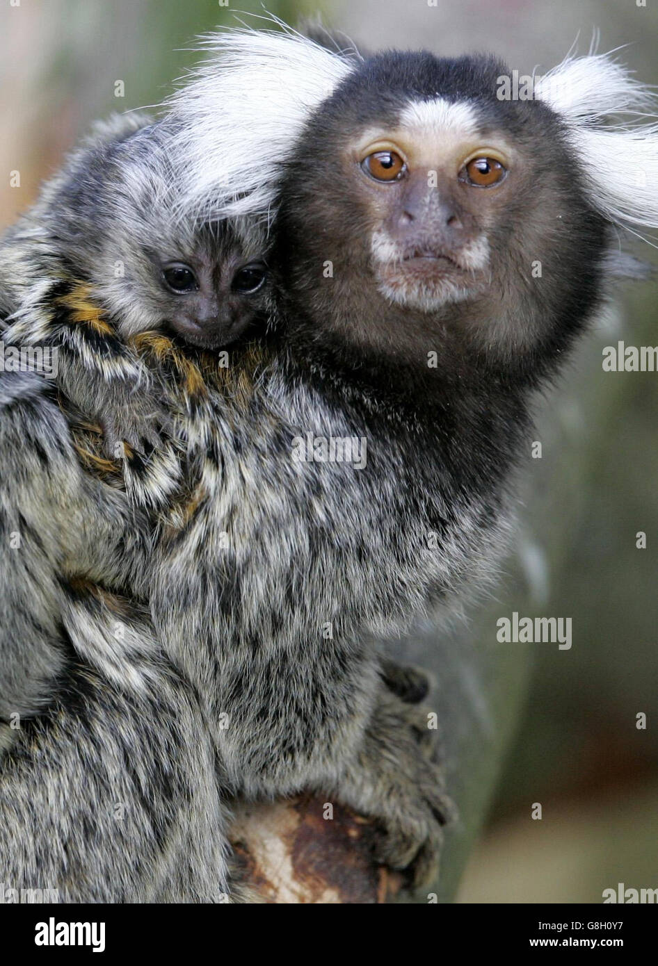 Marmoset enclosure hi-res stock photography and images - Alamy