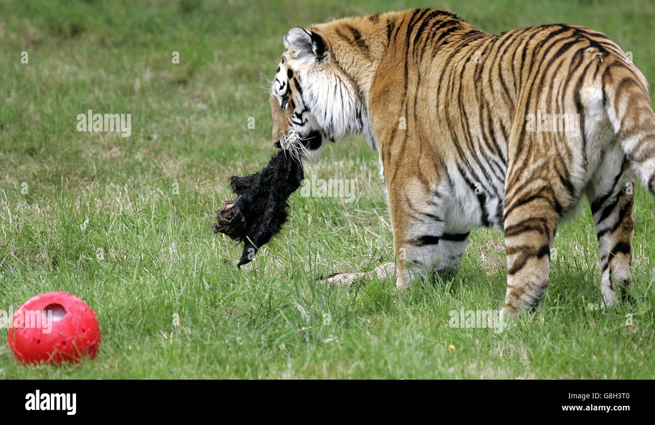 Zena siberian tiger hi-res stock photography and images - Alamy