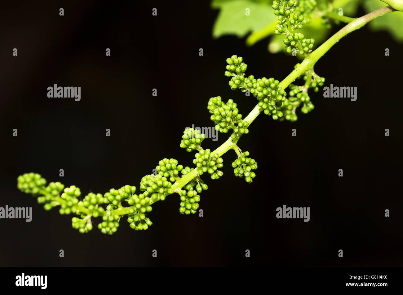 Bloom grape hi-res stock photography and images - Alamy