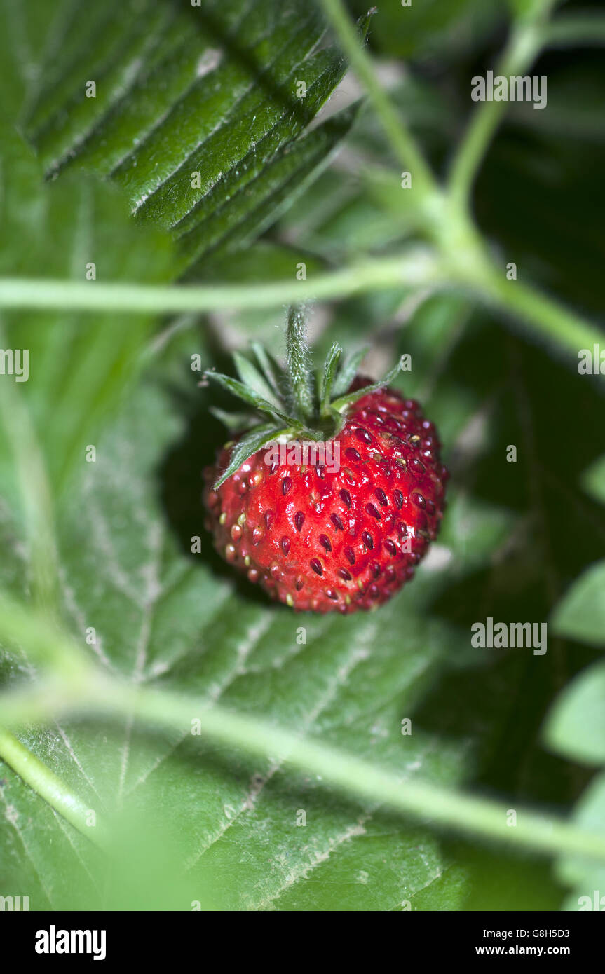 wild strawberry close up Stock Photo - Alamy