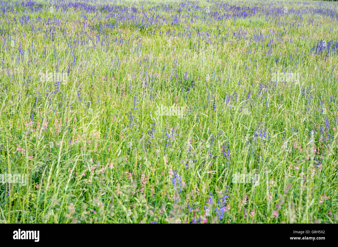 summer meadow background Stock Photo - Alamy