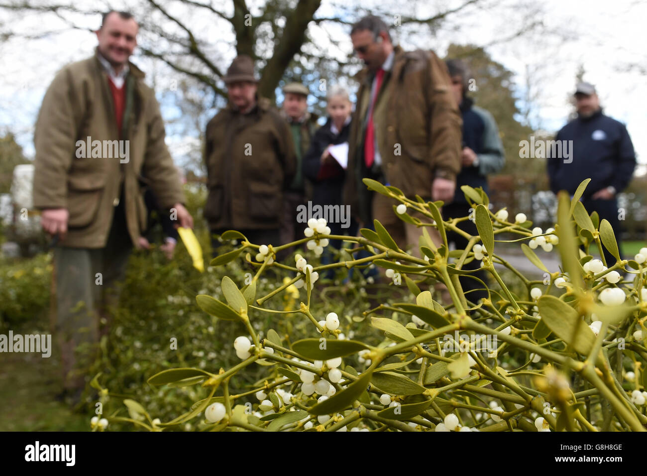 Tenbury Wells Mistletoe and Holly auction Stock Photo - Alamy