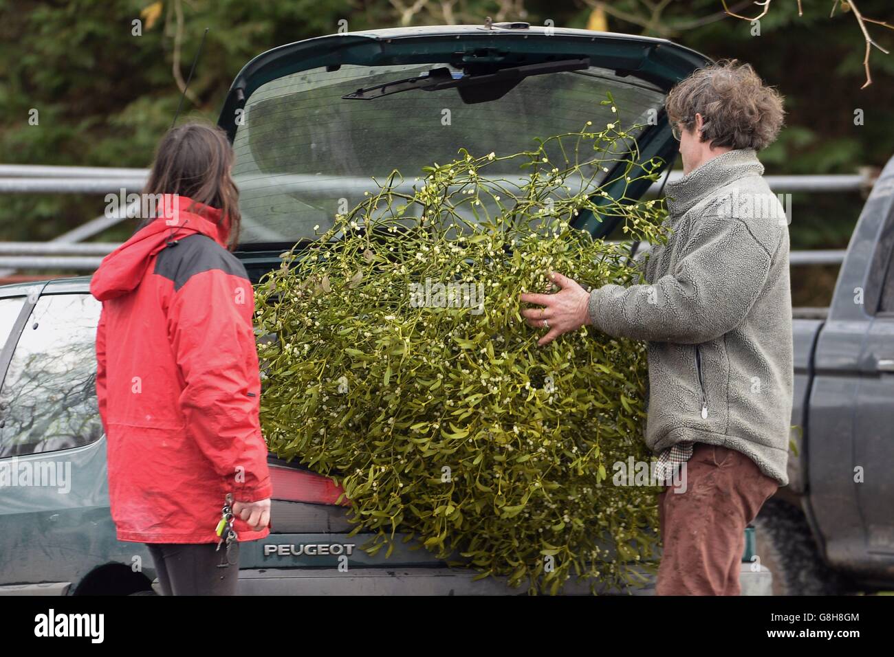 A couple put their mistletoe into the boot of their car during the ...