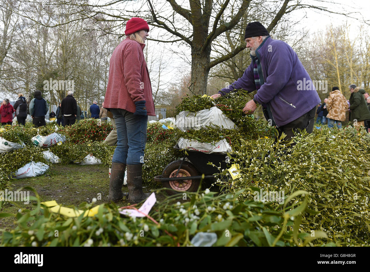 Tenbury Wells Mistletoe and Holly auction Stock Photo - Alamy