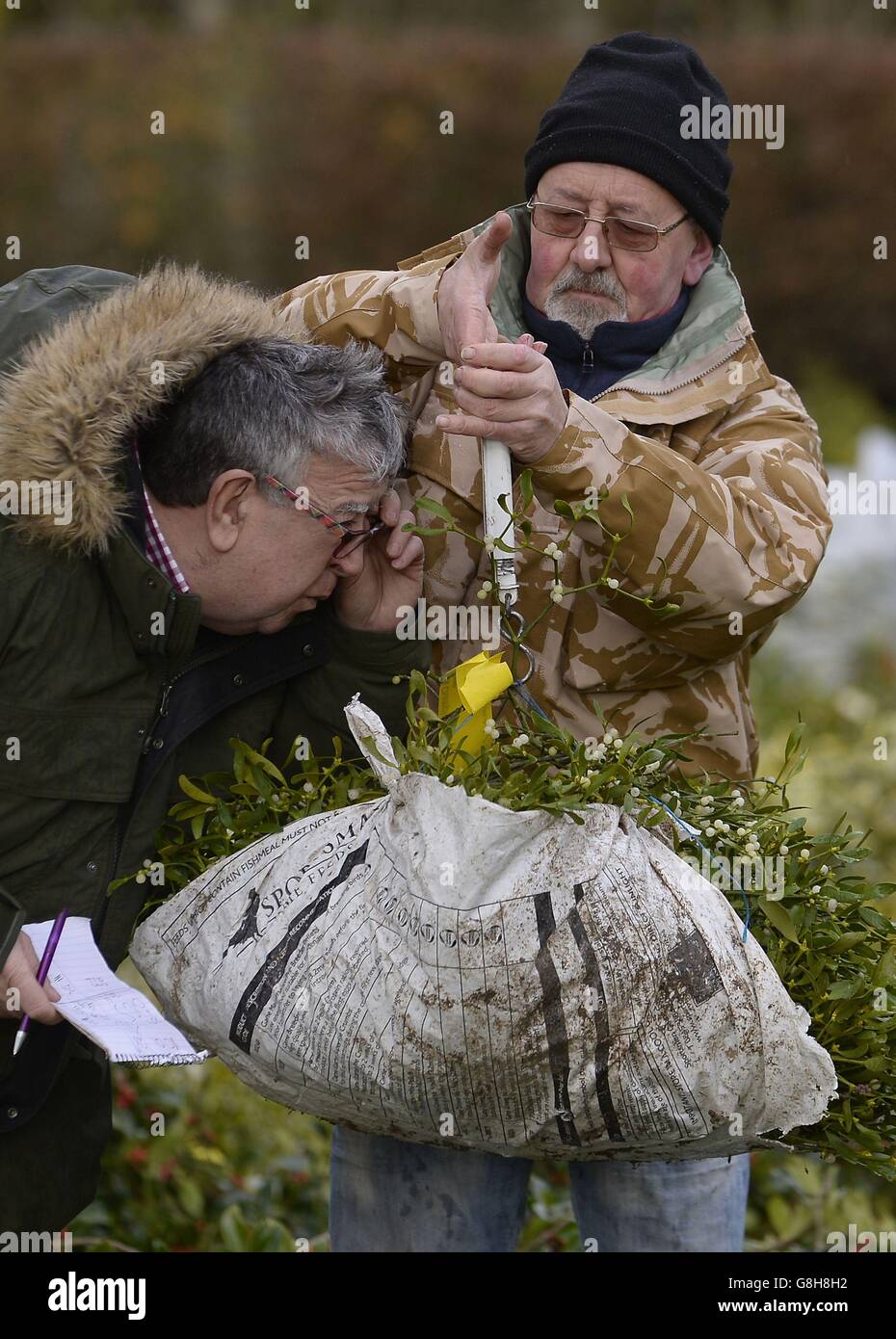 Tenbury Wells Mistletoe and Holly auction Stock Photo - Alamy