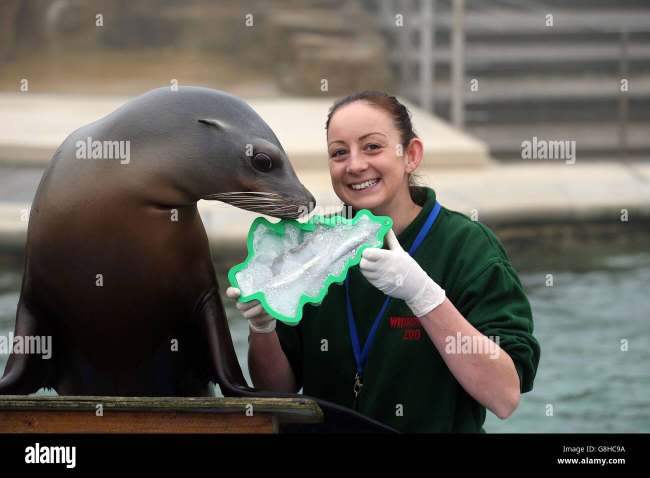 Keeper Alex Pinnell holds a festive, fishy treat for Bailey the sea ...