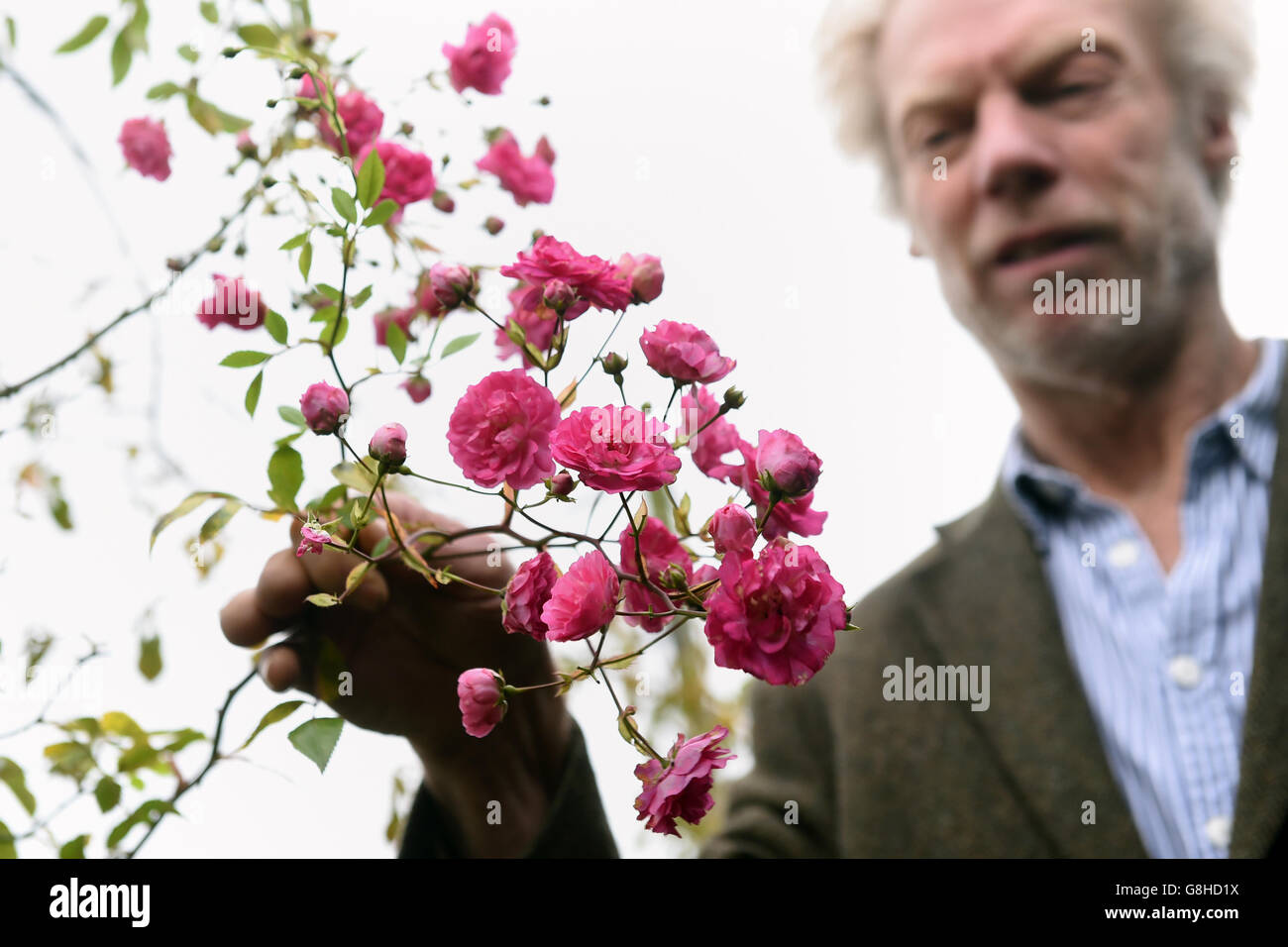 Rosarian Michael Marriott inspects a rambling rose which has come into ...