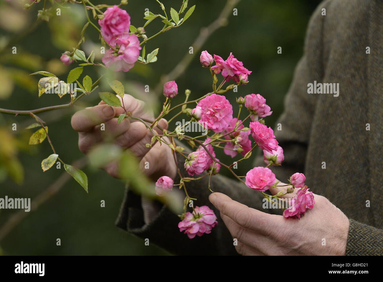 David austin roses wolverhampton hi-res stock photography and images ...